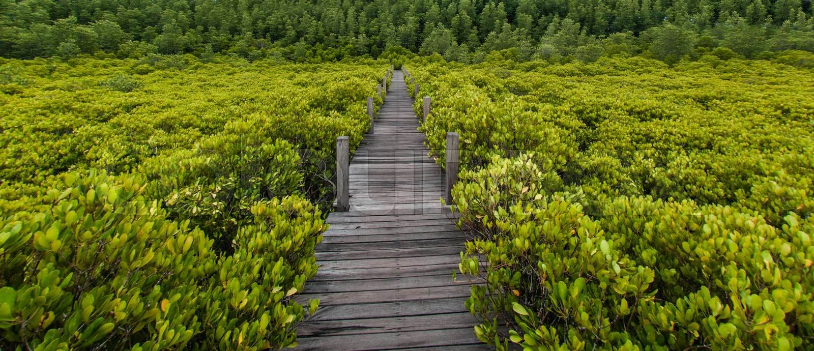 Walkway wood texture a natural The road is green. | Stock image | Colourbox