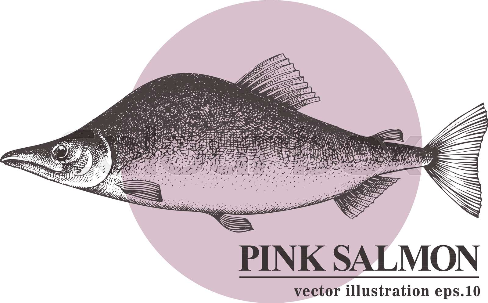 Hand drawn sketch seafood vector vintage illustration of pink salmon ...
