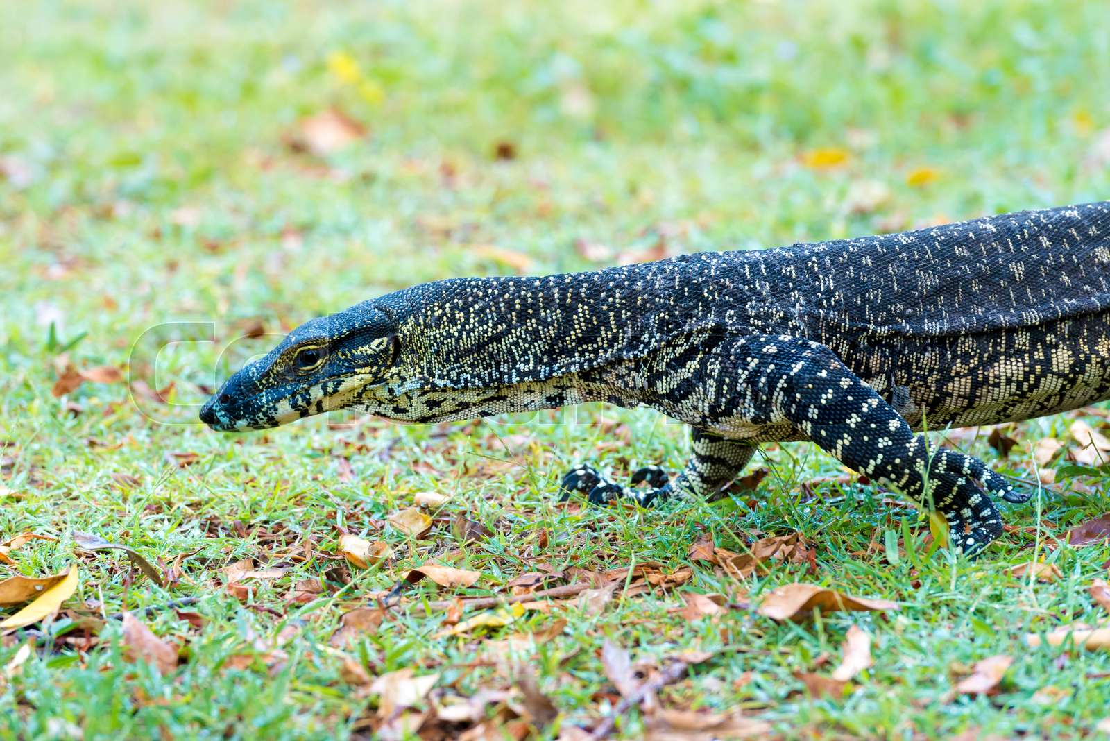 Close-up on a Goanna, large Australian native lizard | Stock image ...