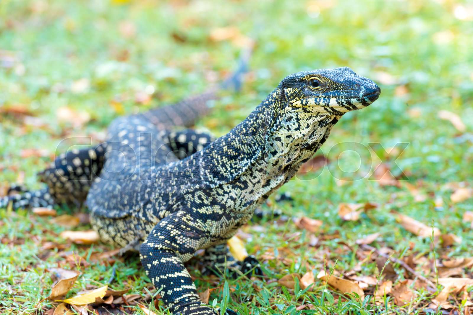 Close-up on a Goanna, large Australian native lizard | Stock image ...