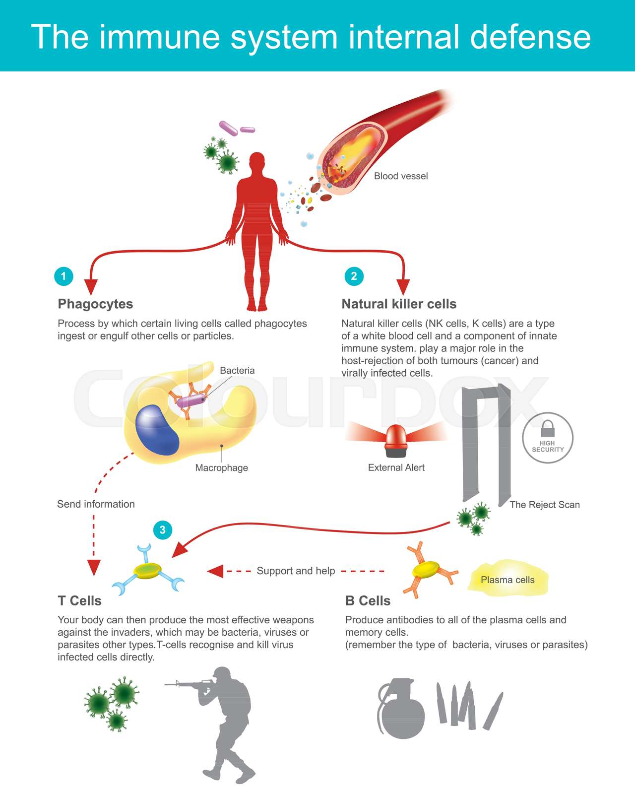 anticuerpo, antígeno, sistema | Vector de archivo | Colourbox