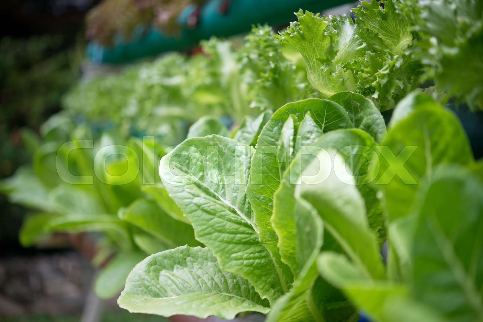 Green organic | Stock image | Colourbox