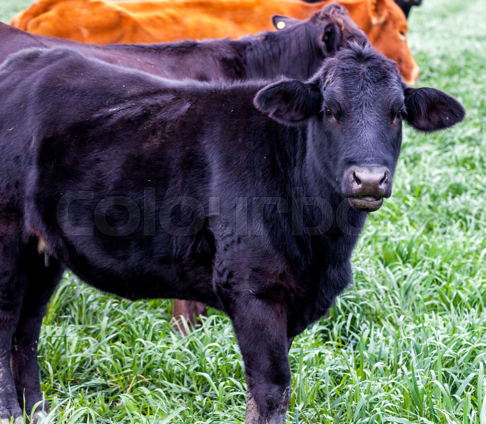 Black and brown Angus cattle on a farm/ranch | Stock image | Colourbox