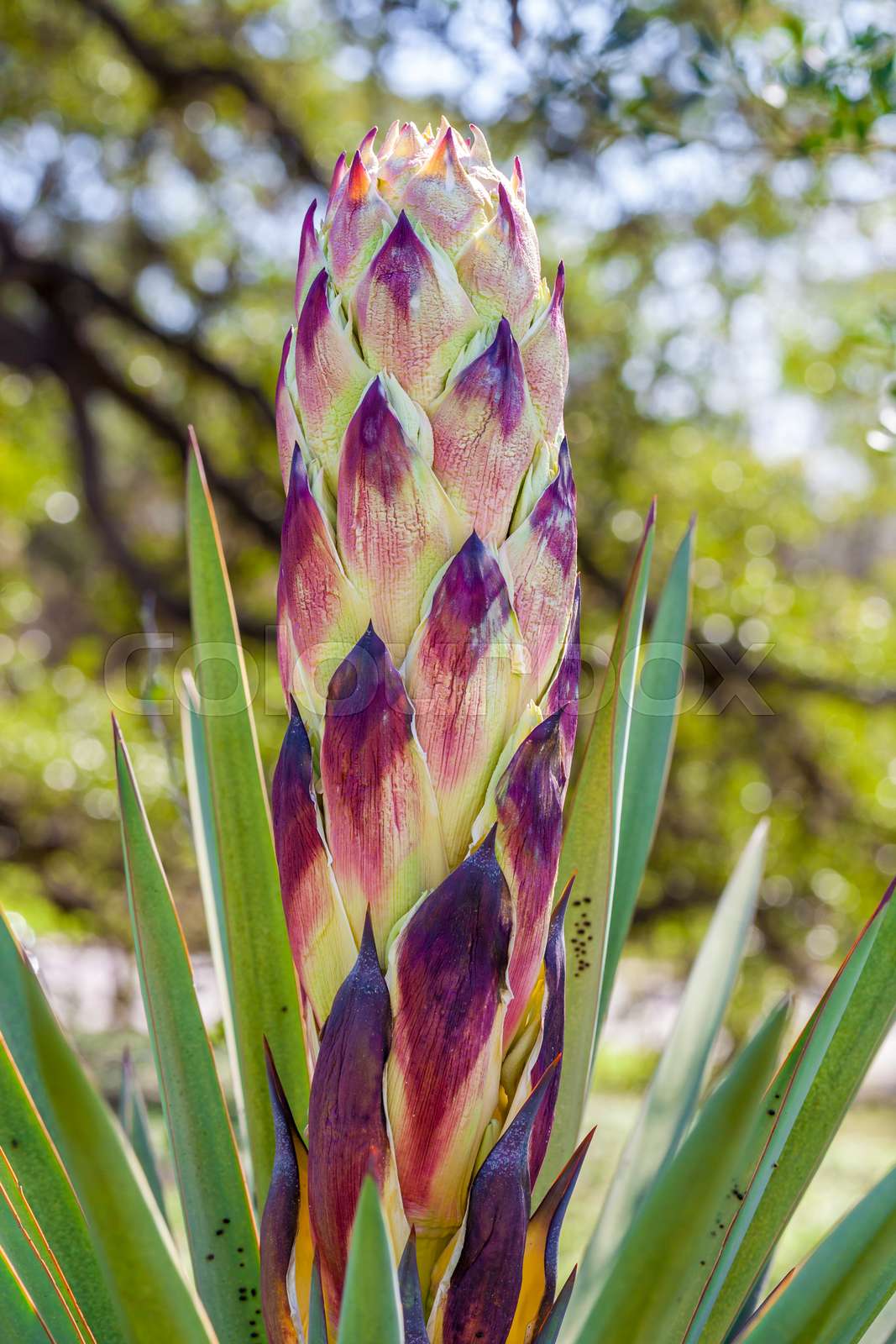 Yucca Plant Flower