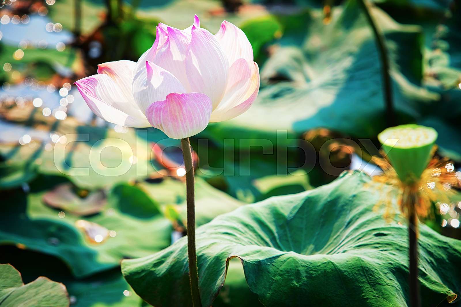 Pink Lotus flowers field and farm in Siem Reap | Stock image | Colourbox