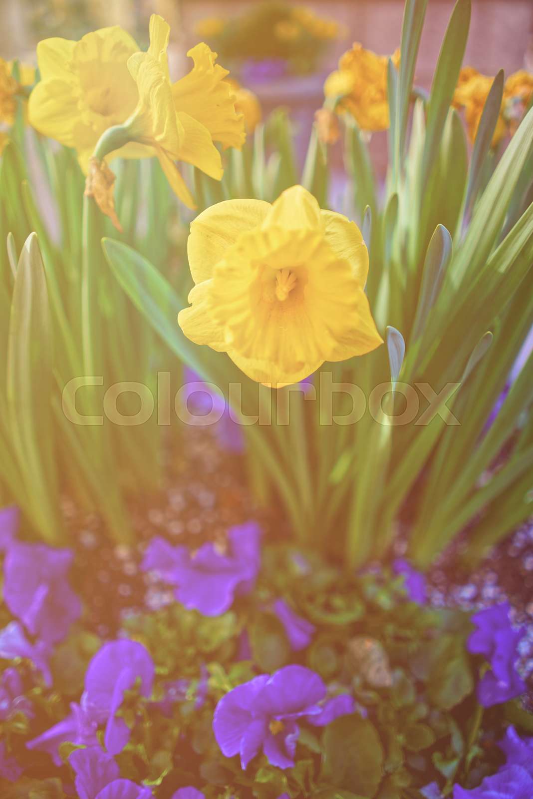 Violets and daffodils on nature background NY | Stock image | Colourbox