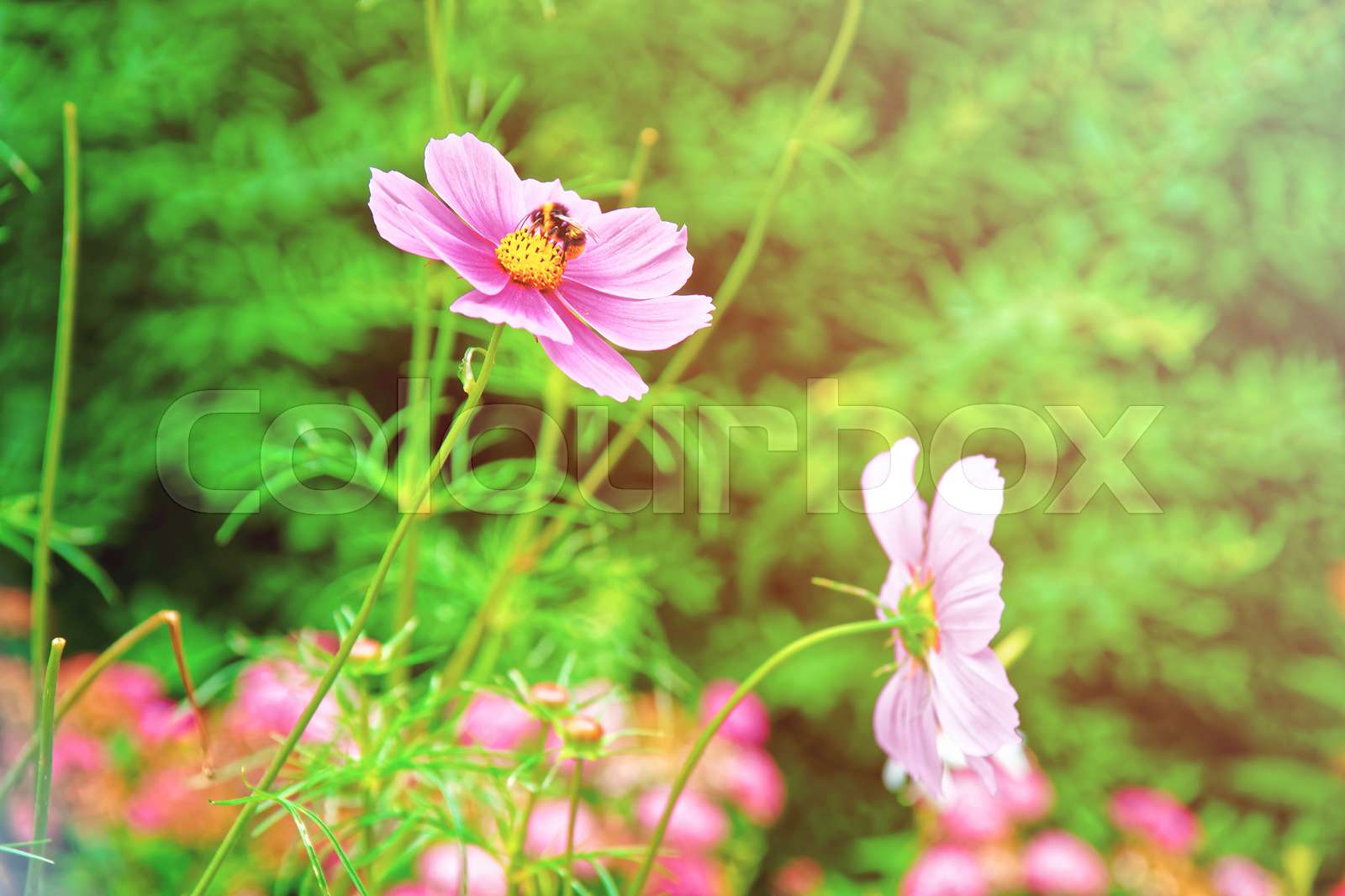 Cosmos flowers and bee of Lauterbrunnen in Bern Switzerland summer ...