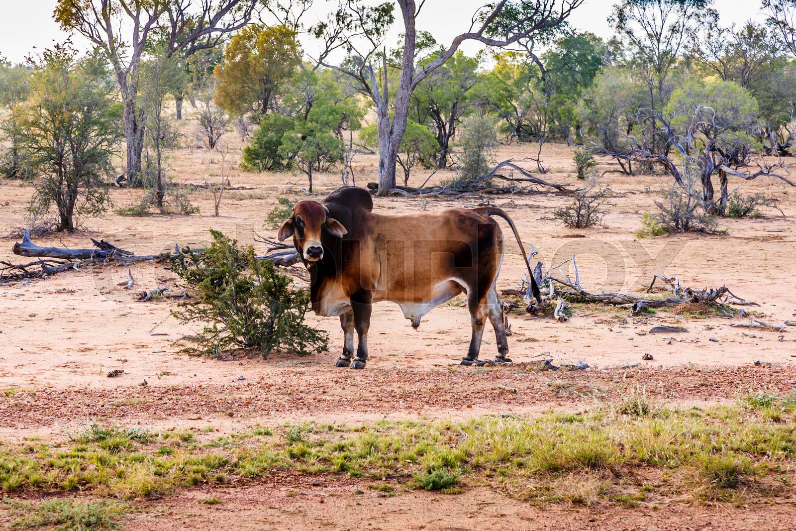 Brahma Bull in Outback Qoeensland, Australia | Stock image | Colourbox