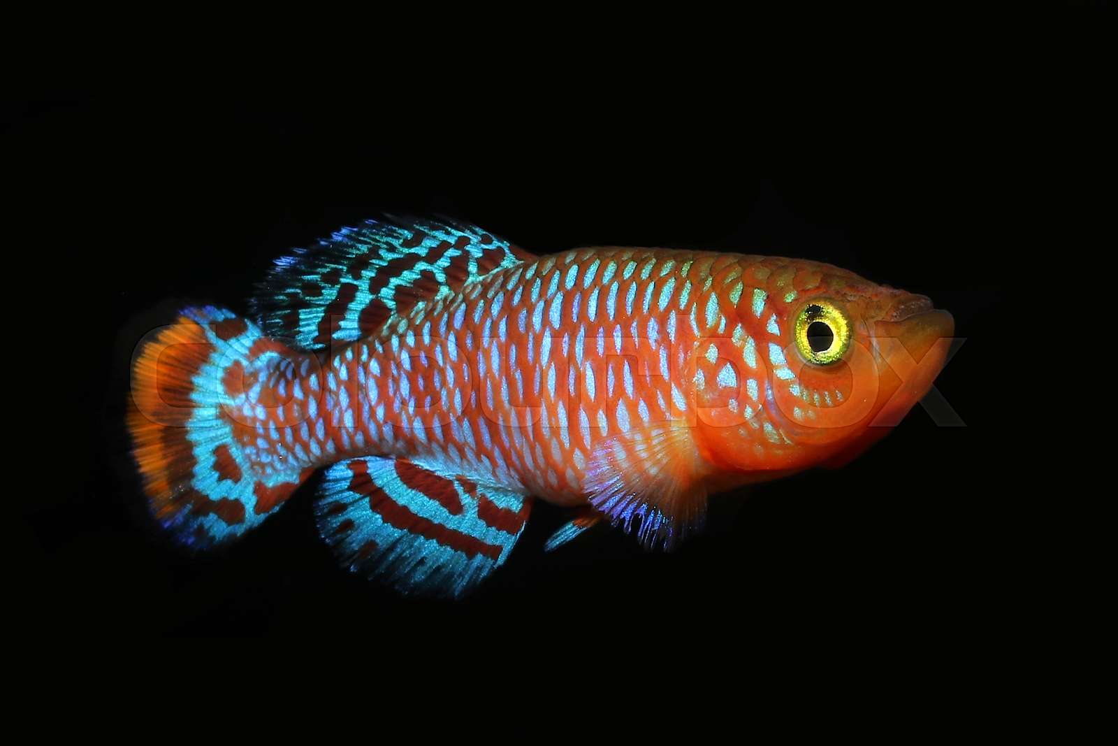 fish, killi, swim | Stock image | Colourbox