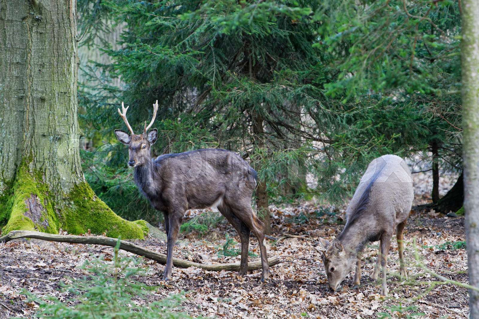 A stunning Manchurian Sika Deer (Cervus nippon mantchuricus or Cervus ...