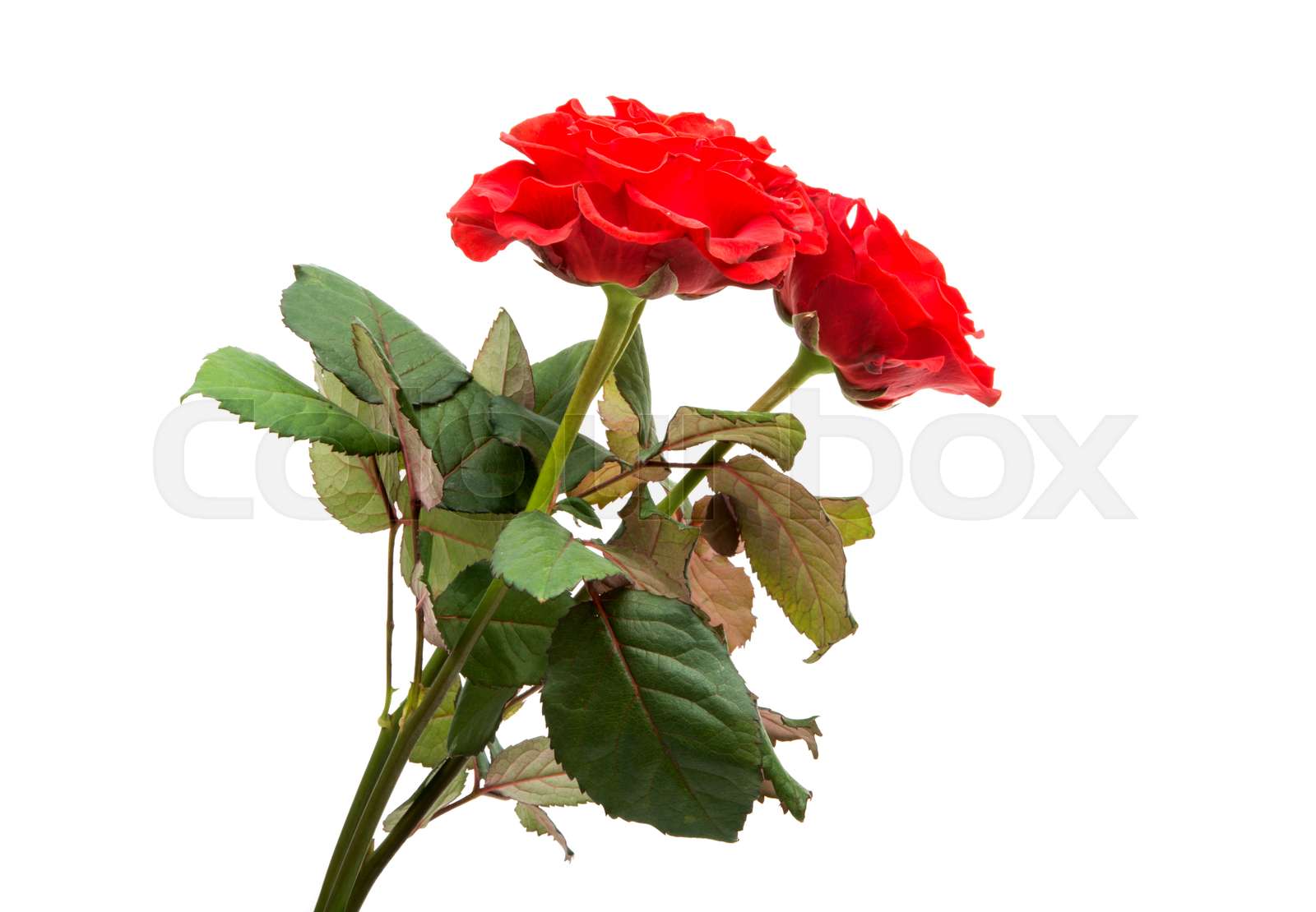 red rose isolated | Stock image | Colourbox