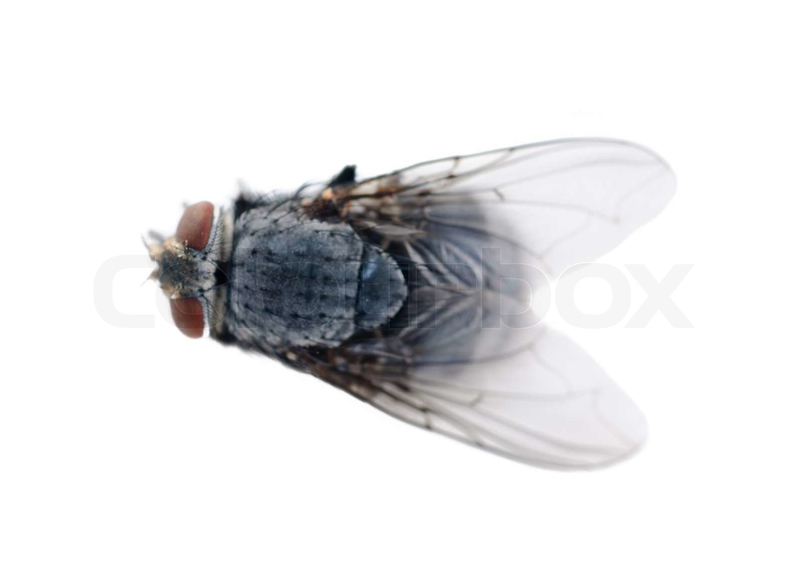 blue-grey fly on a white background | Stock image | Colourbox