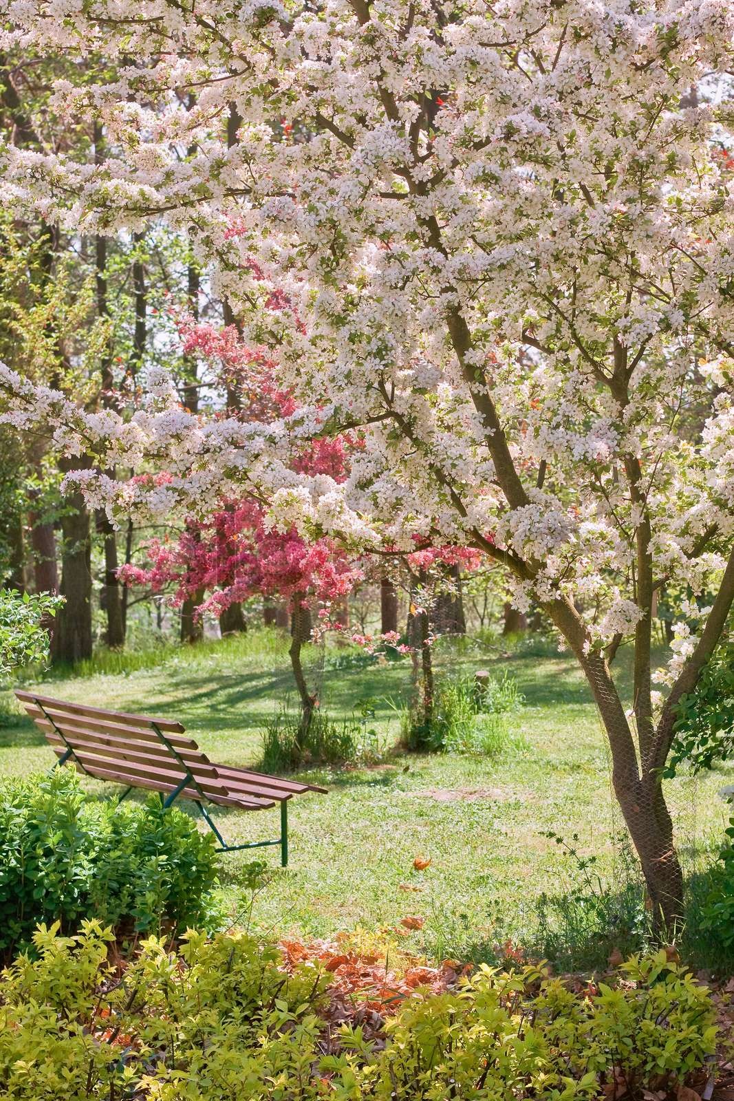 beauty tree in bloom with bench on spring | Stock image | Colourbox