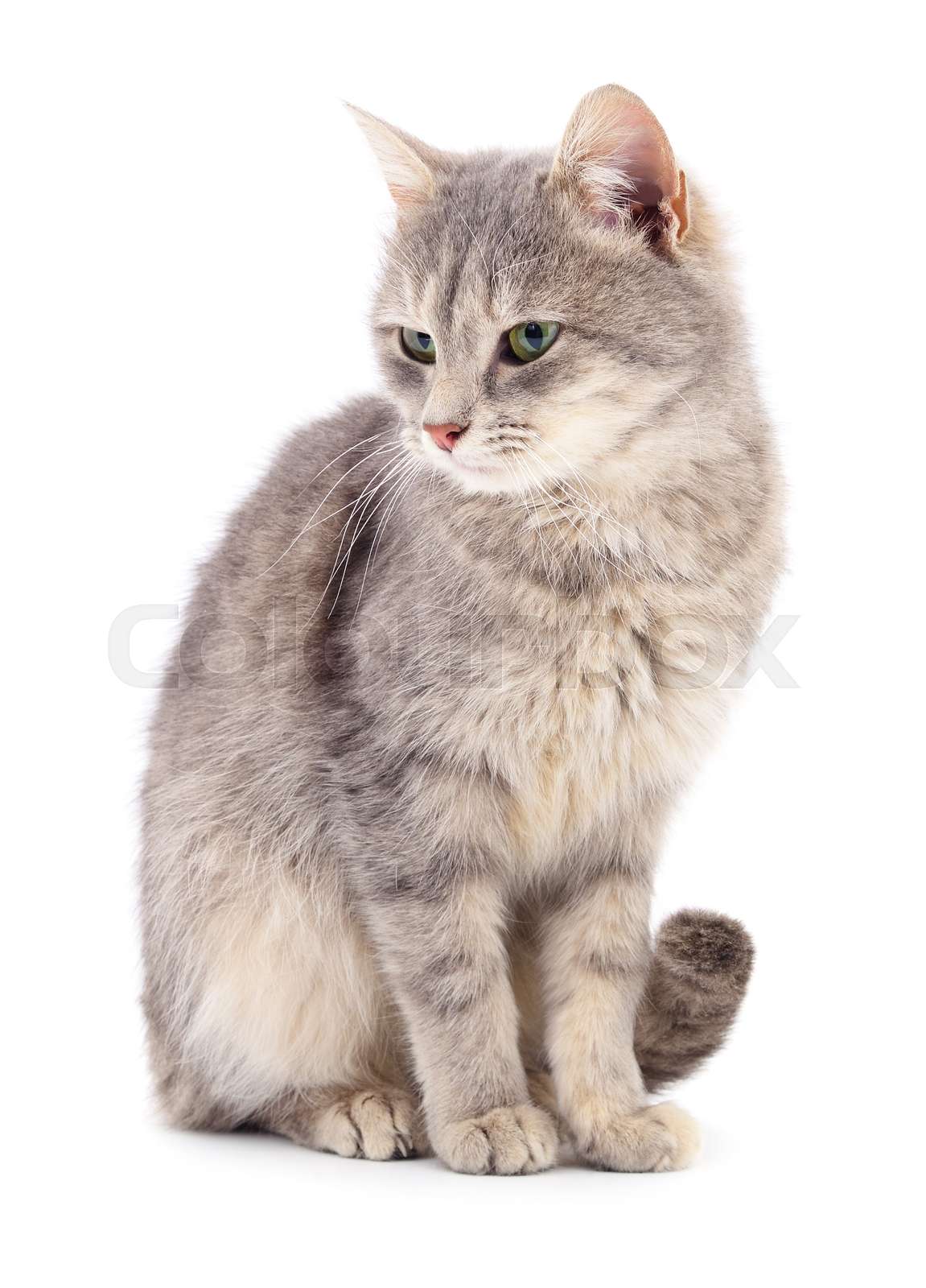 katte, kattekilling, fritlagt | Stock foto | Colourbox