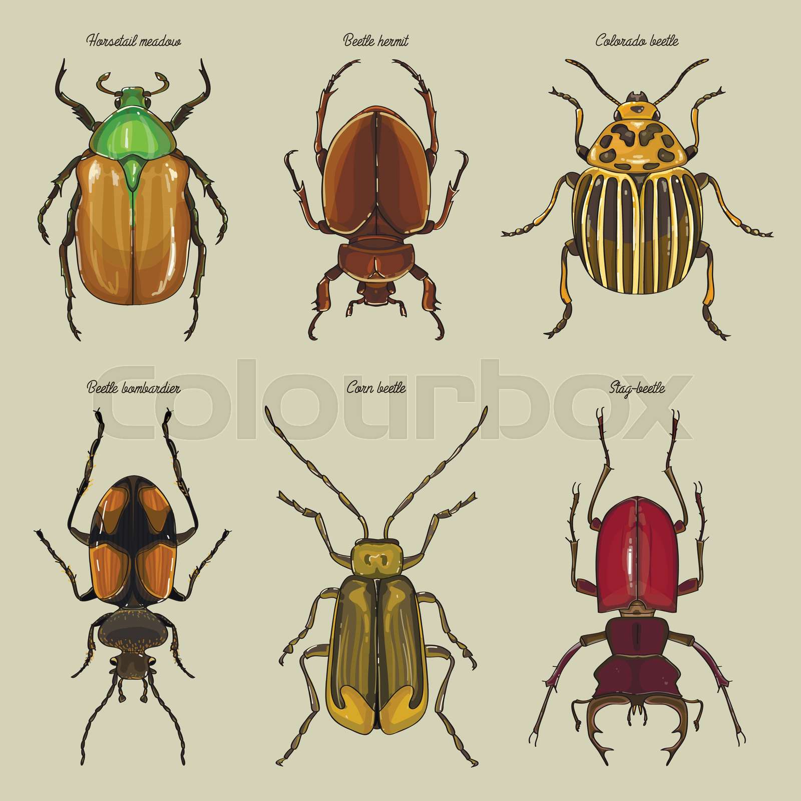 Set of beetle illustrations | Stock vector | Colourbox