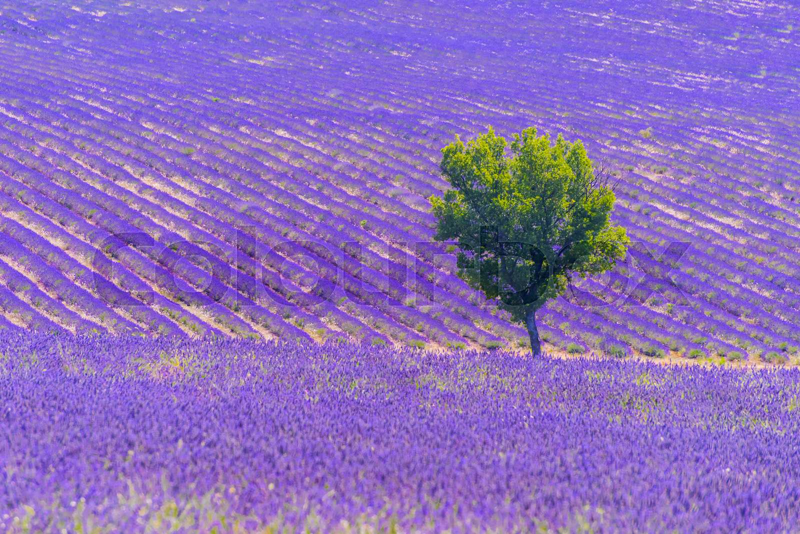 Lavender field and tree | Stock image | Colourbox