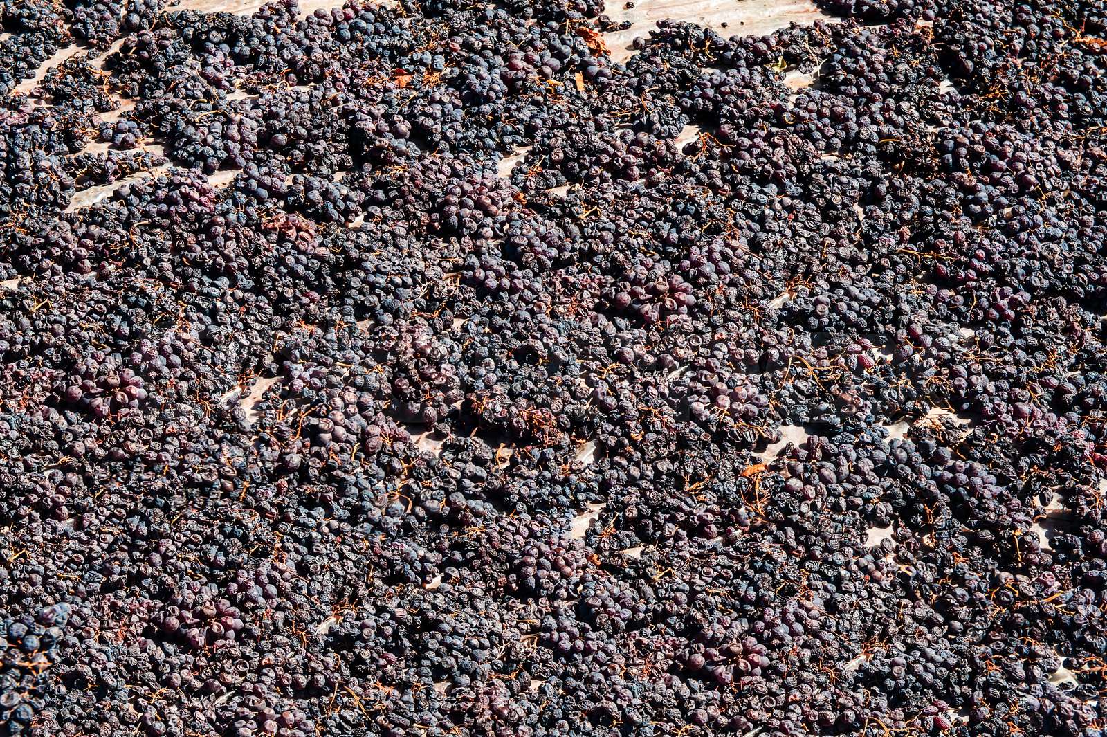 Drying grapes | Stock image | Colourbox