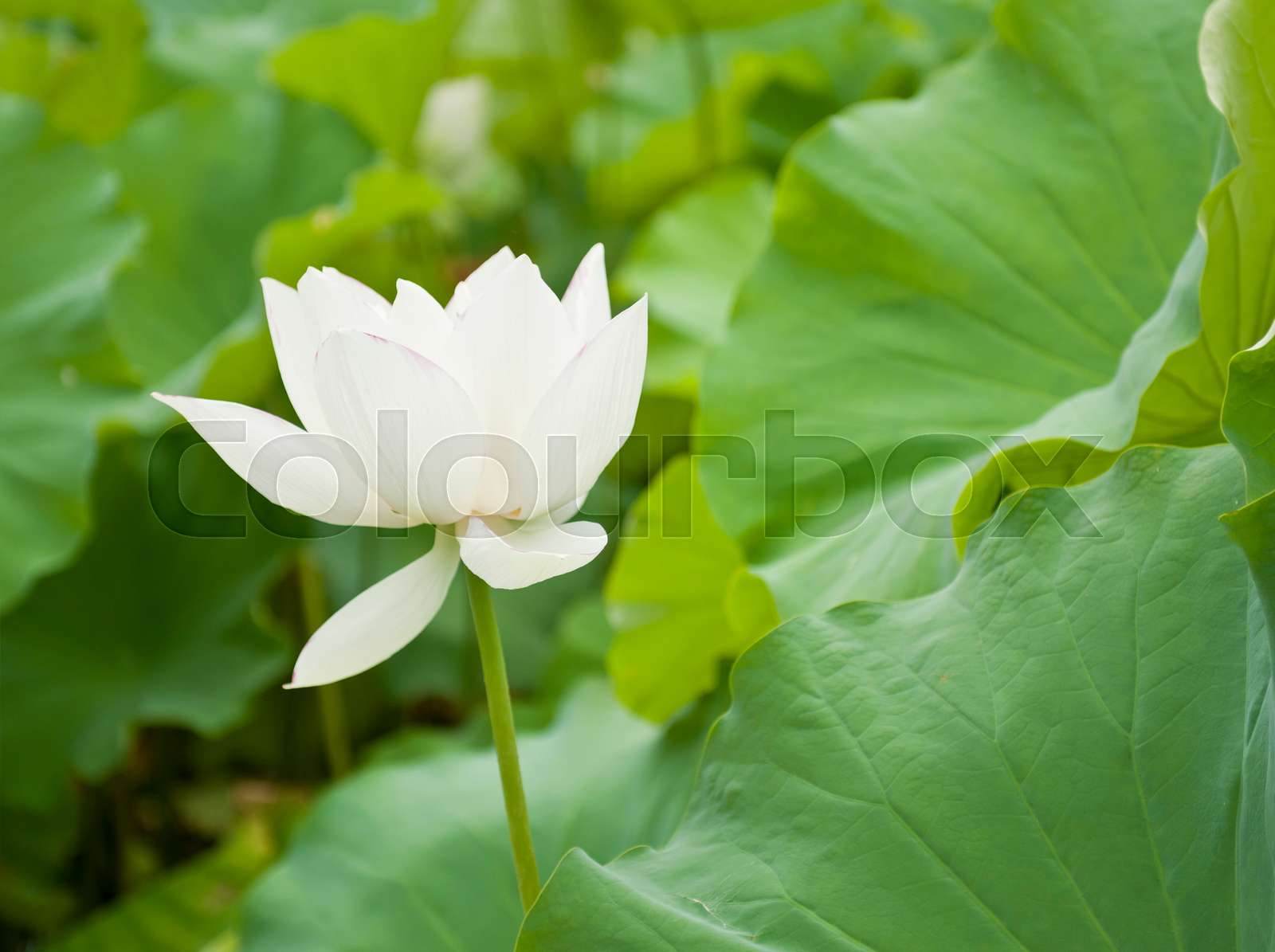 Lotus fruit | Stock image | Colourbox