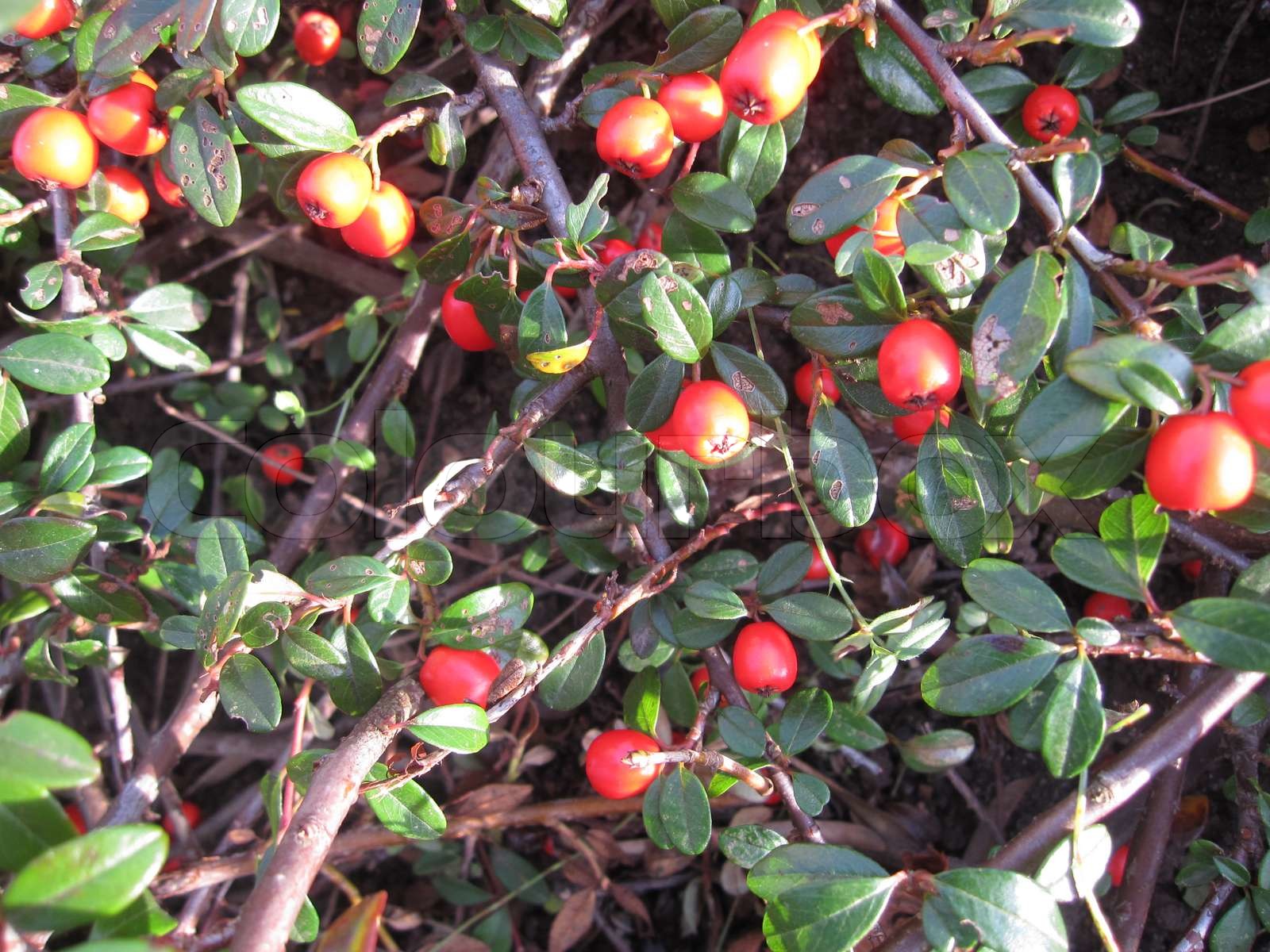 beeren, busch, rot | Stock Bild | Colourbox