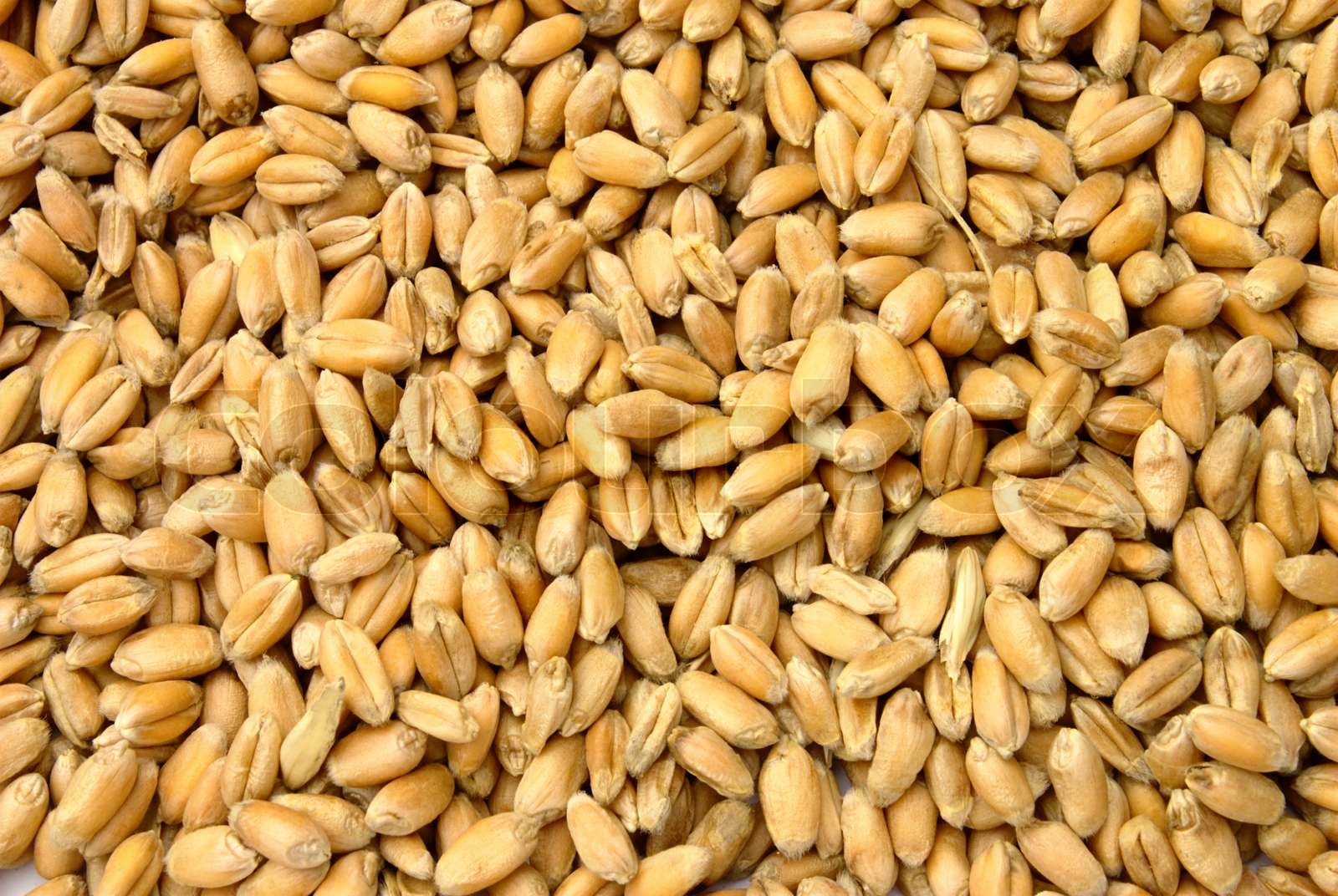 Yellow grains of wheat fill all shot | Stock image | Colourbox