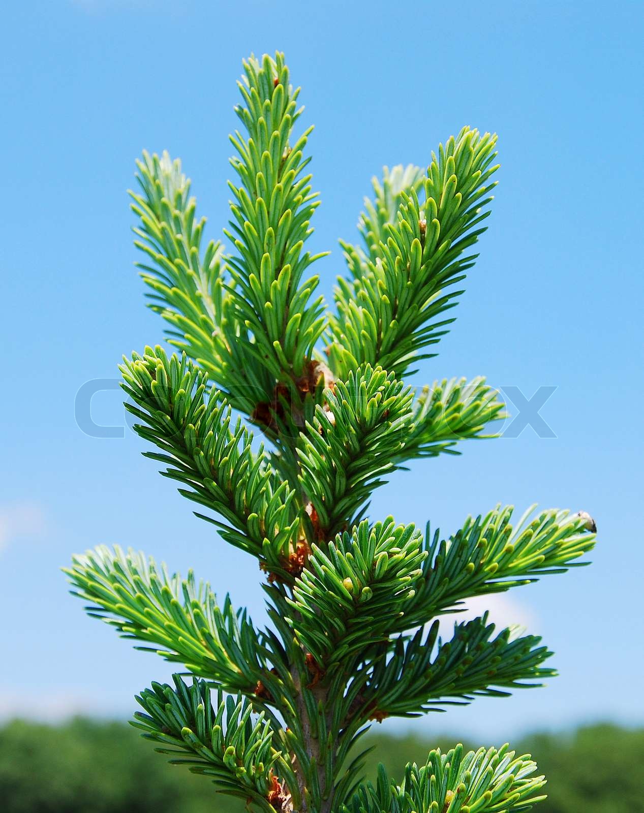 pine tree | Stock image | Colourbox
