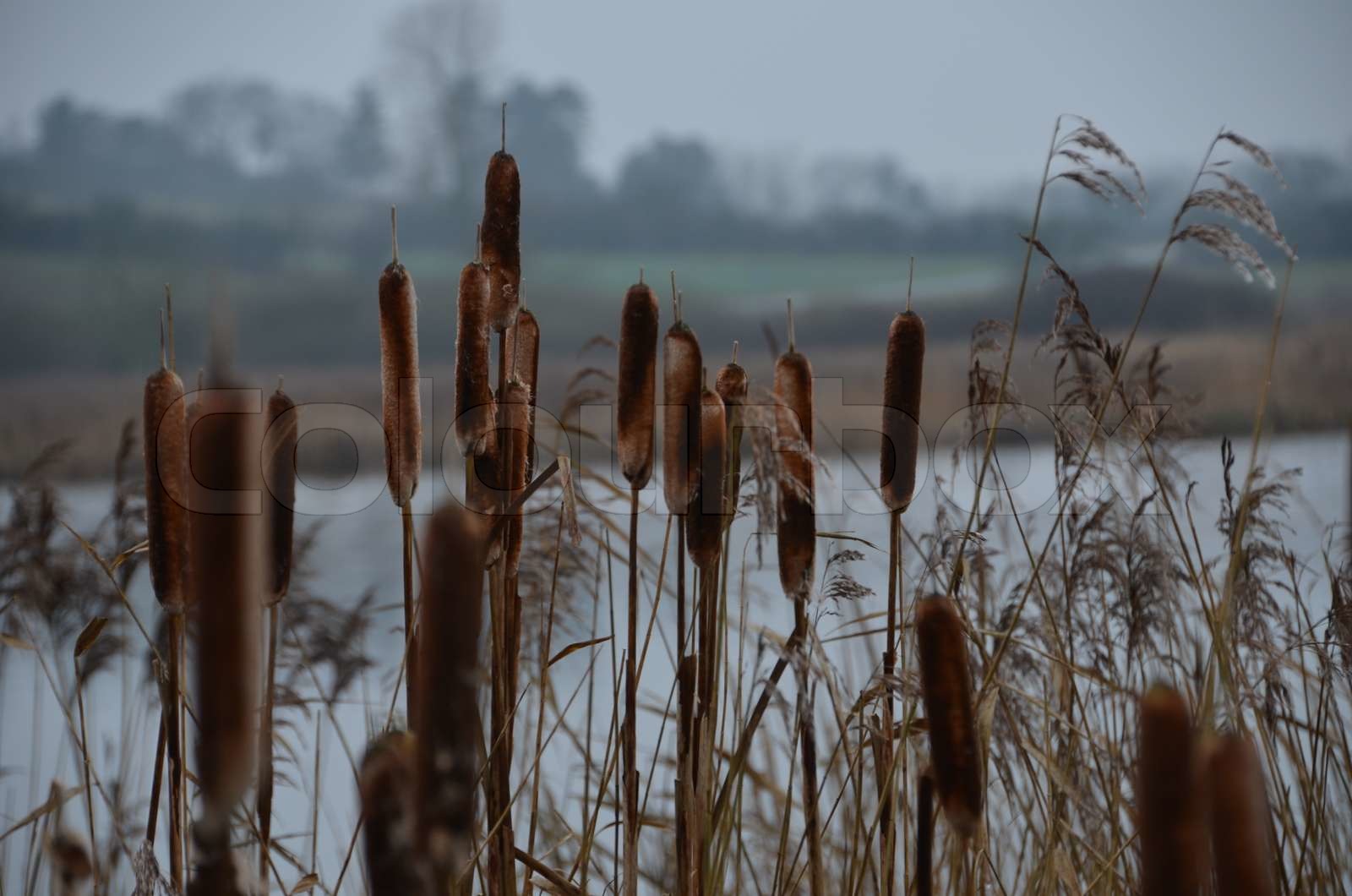 blomster danmark dansk dunpap efterår eng fuglereservat fyn fynsk græs ...