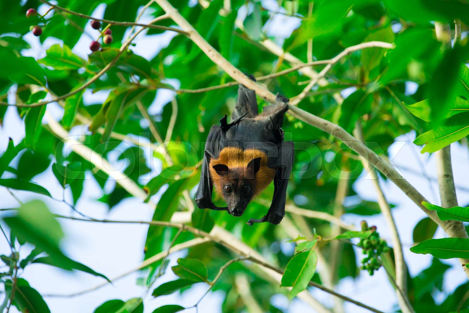 Bat hanging on a tree branch Malayan bat | Stock image | Colourbox