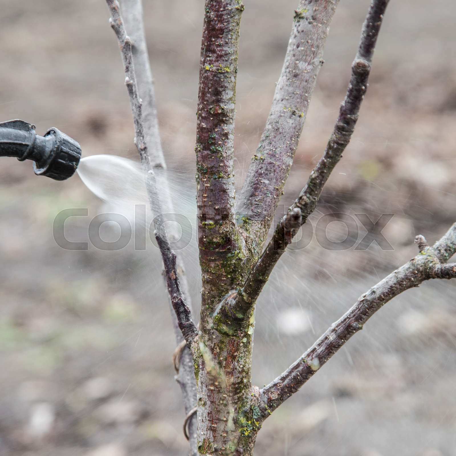 Sprinkling of trees with fungicide | Stock image | Colourbox