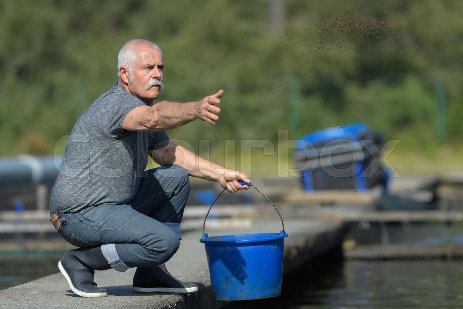 man scattering from bucket into fish rearing enclosure | Stock image ...