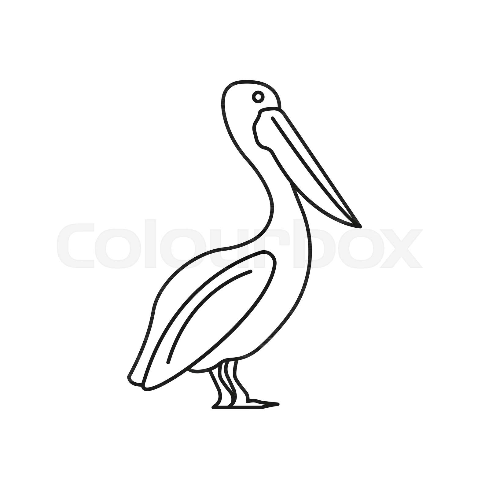Pelican Outline