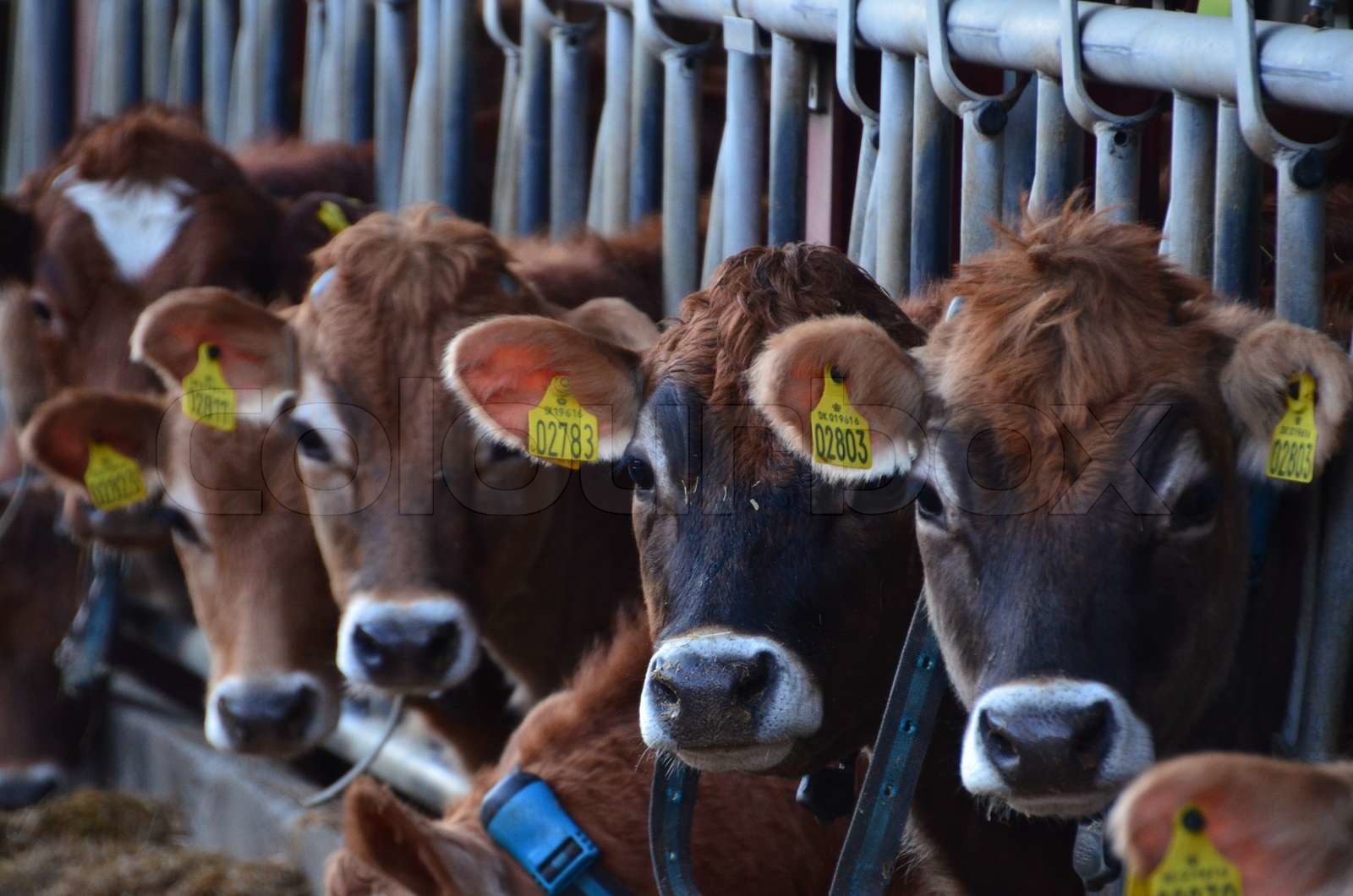 cows, denmark, danish | Stock image | Colourbox