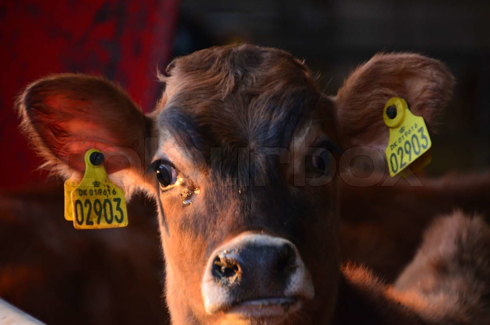 ko i stald kigger og spiser | Stock foto | Colourbox