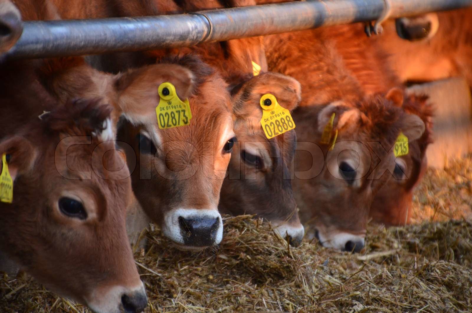 | Stock image | Colourbox