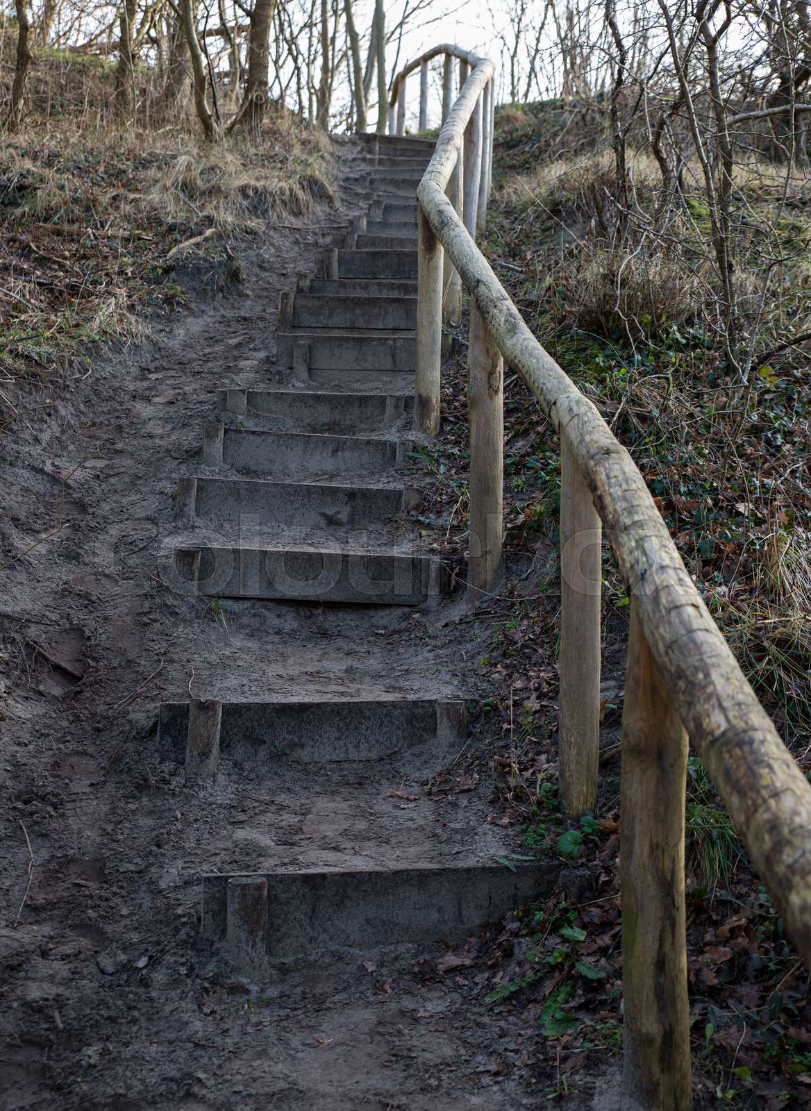 wooden stairs in dutch forest | Stock image | Colourbox