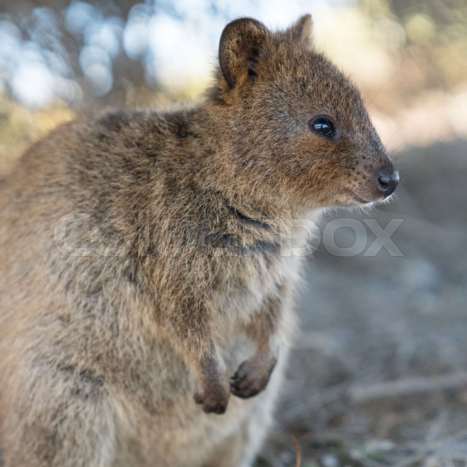 Wildlife of Australia | Stock image | Colourbox