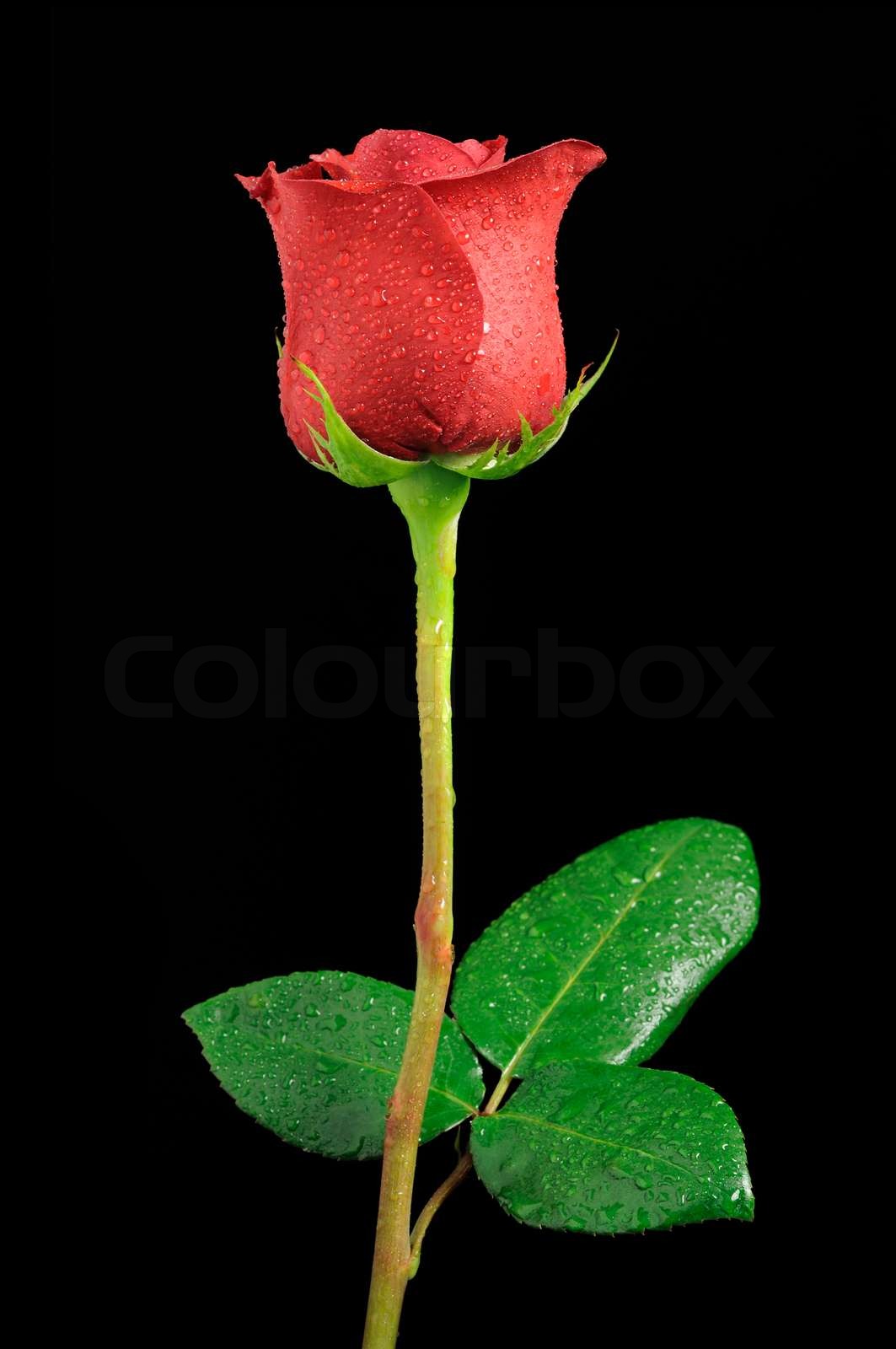 Flot Røde Rose med dugdråber på sort baggrund | Stock foto | Colourbox