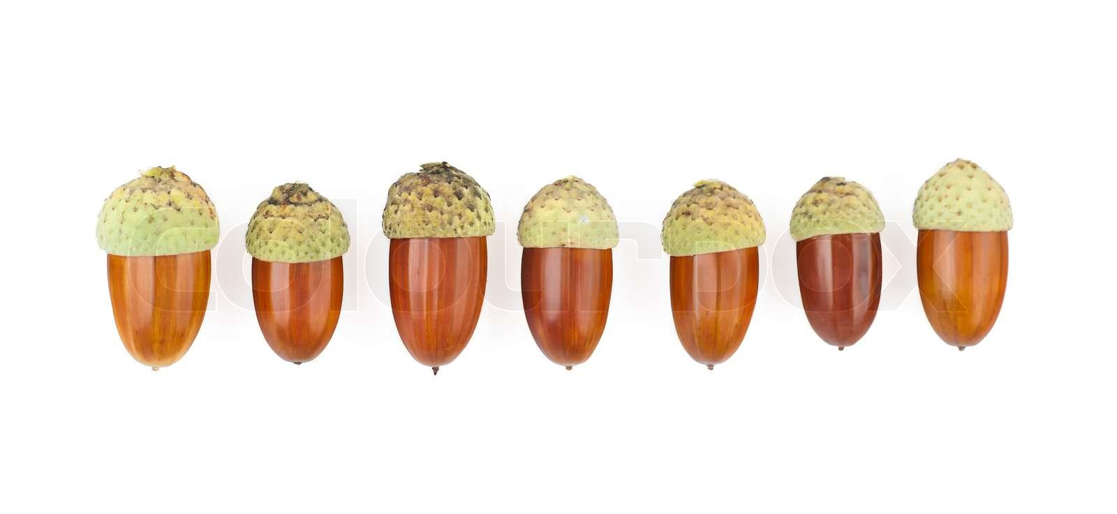 Die Eichel auf dem weißen Hintergrund | Stock Bild | Colourbox