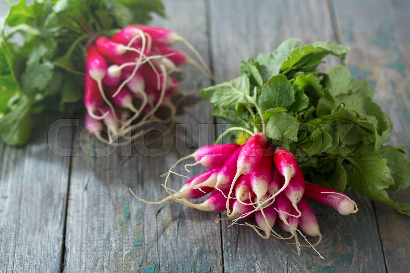 bunches of radishes | Stock image | Colourbox