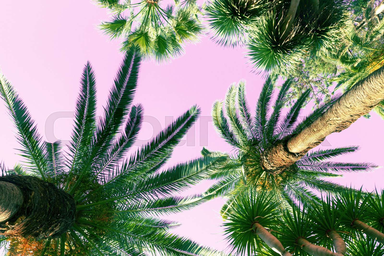 palm tree on pink | Stock image | Colourbox