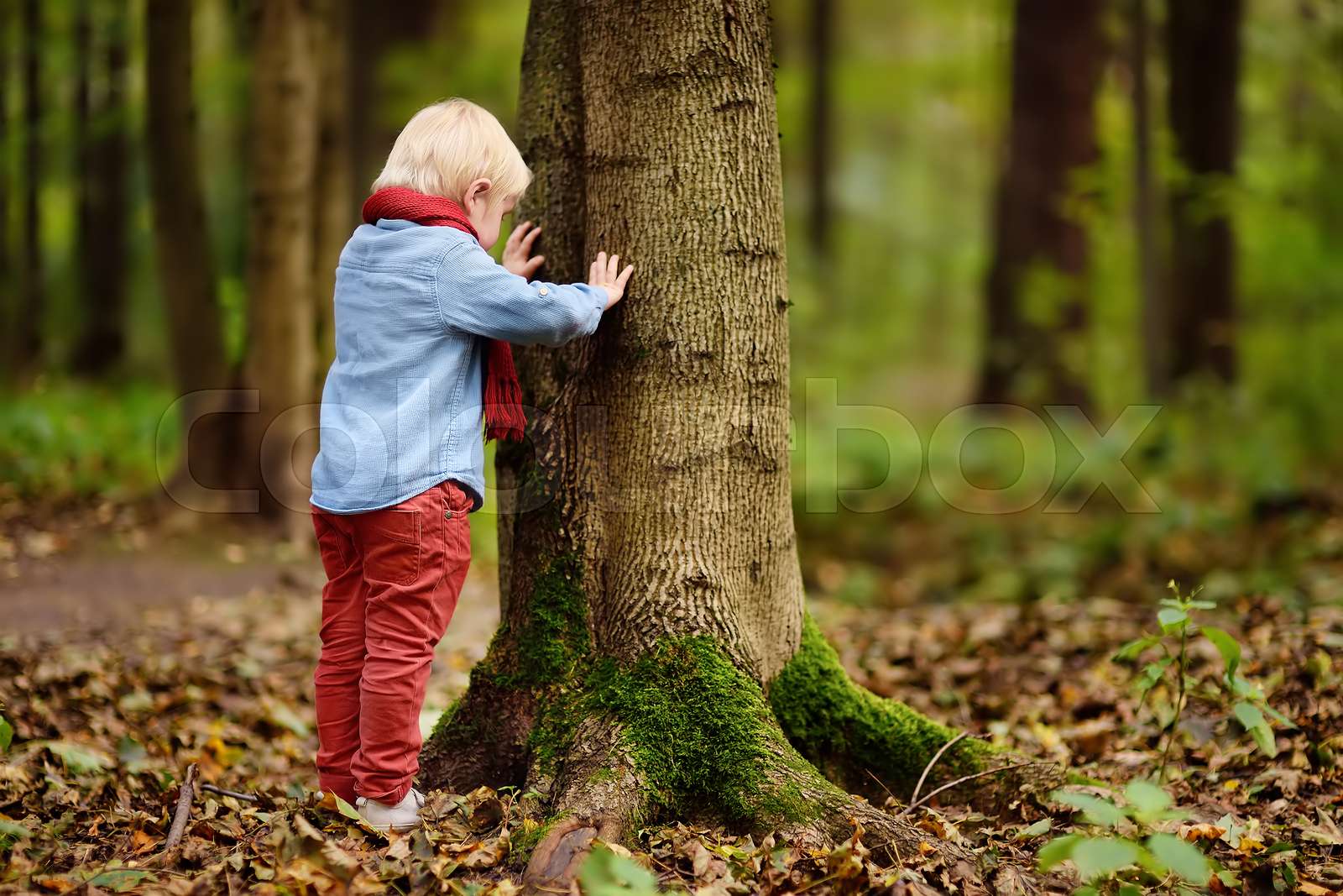 Little boy playing during stroll in the forest | Stock image | Colourbox