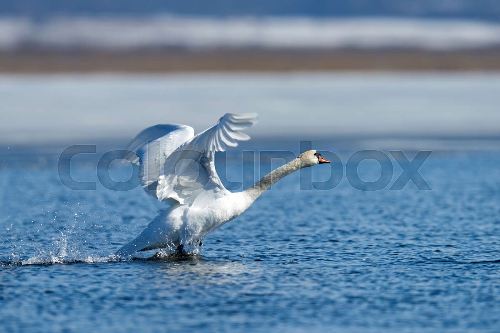 Swans taking flight on lake | Stock image | Colourbox