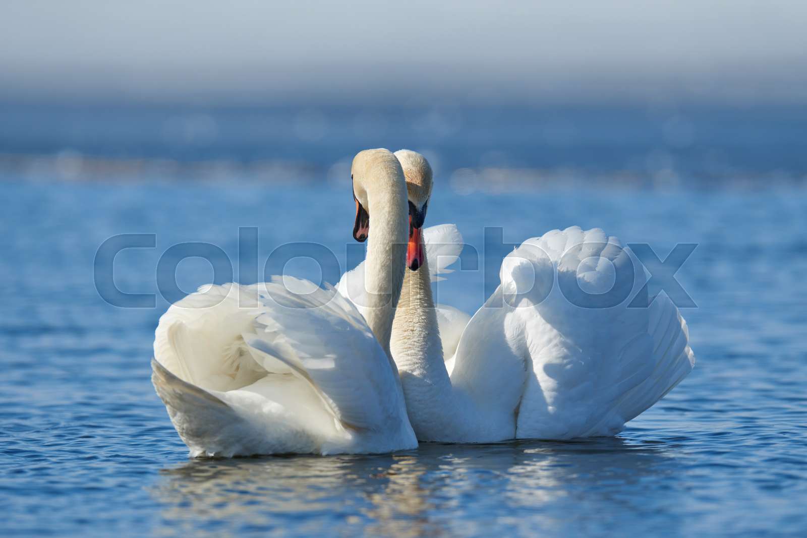Romantic two swans, symbol of love | Stock image | Colourbox