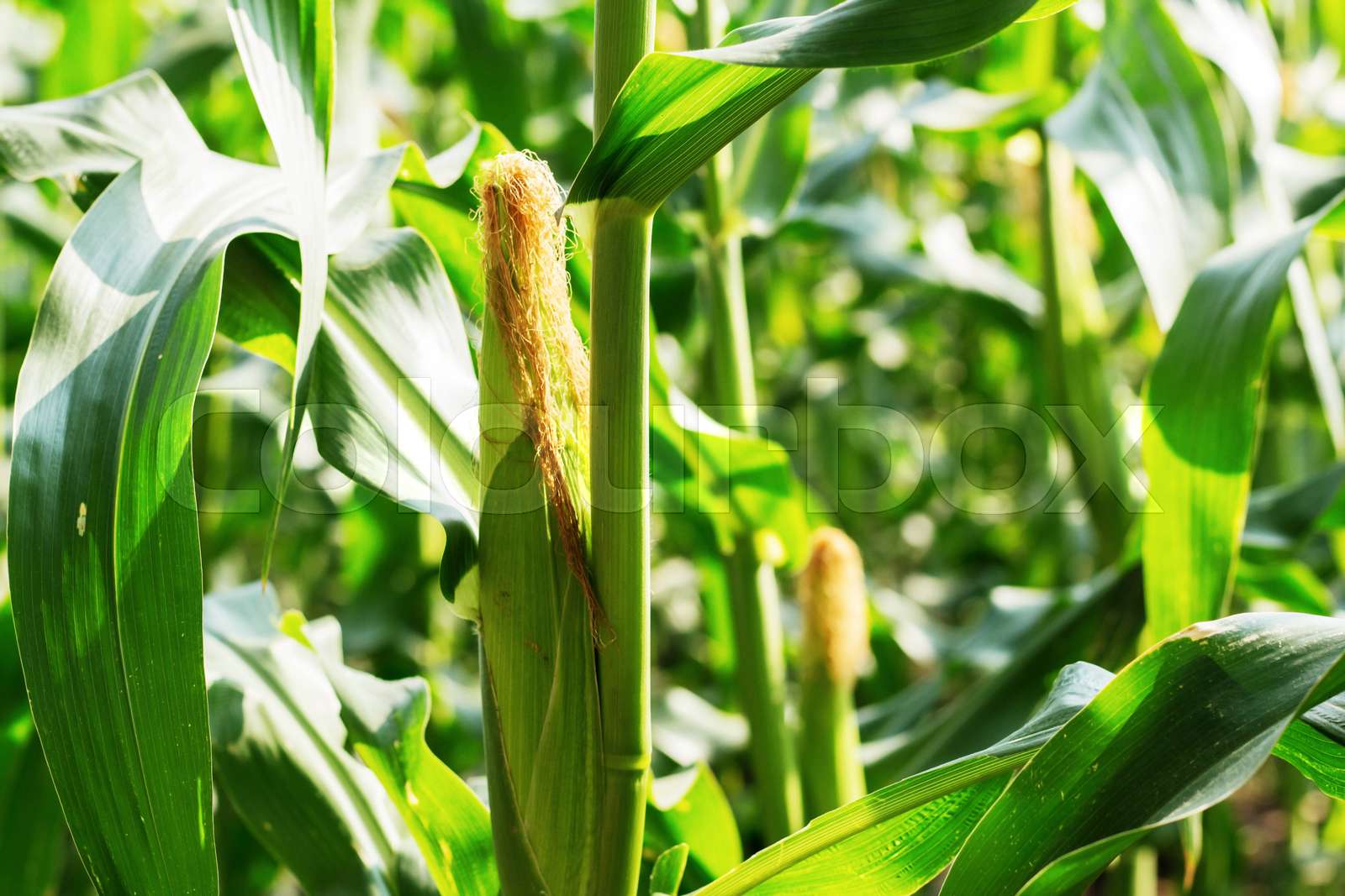 corn on tree with sunlight. | Stock image | Colourbox