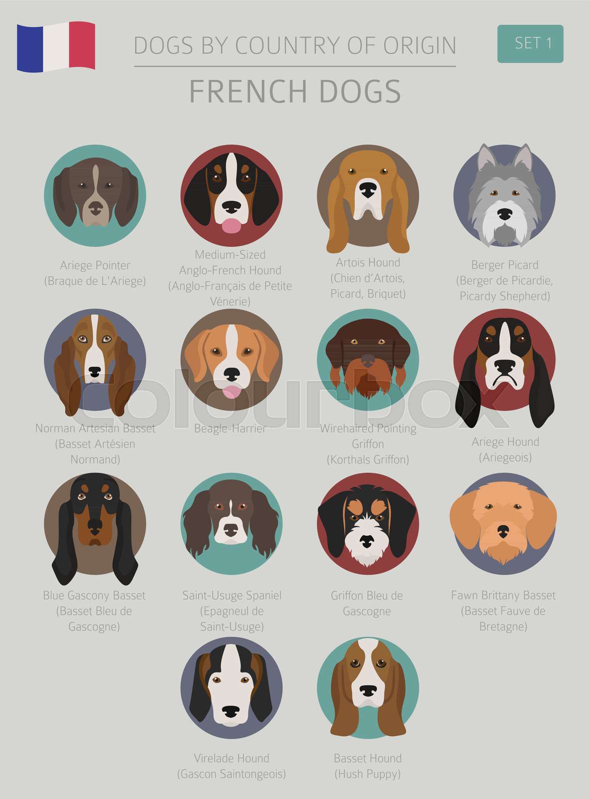 Dogs by country of origin. French dog breeds. Infographic template ...