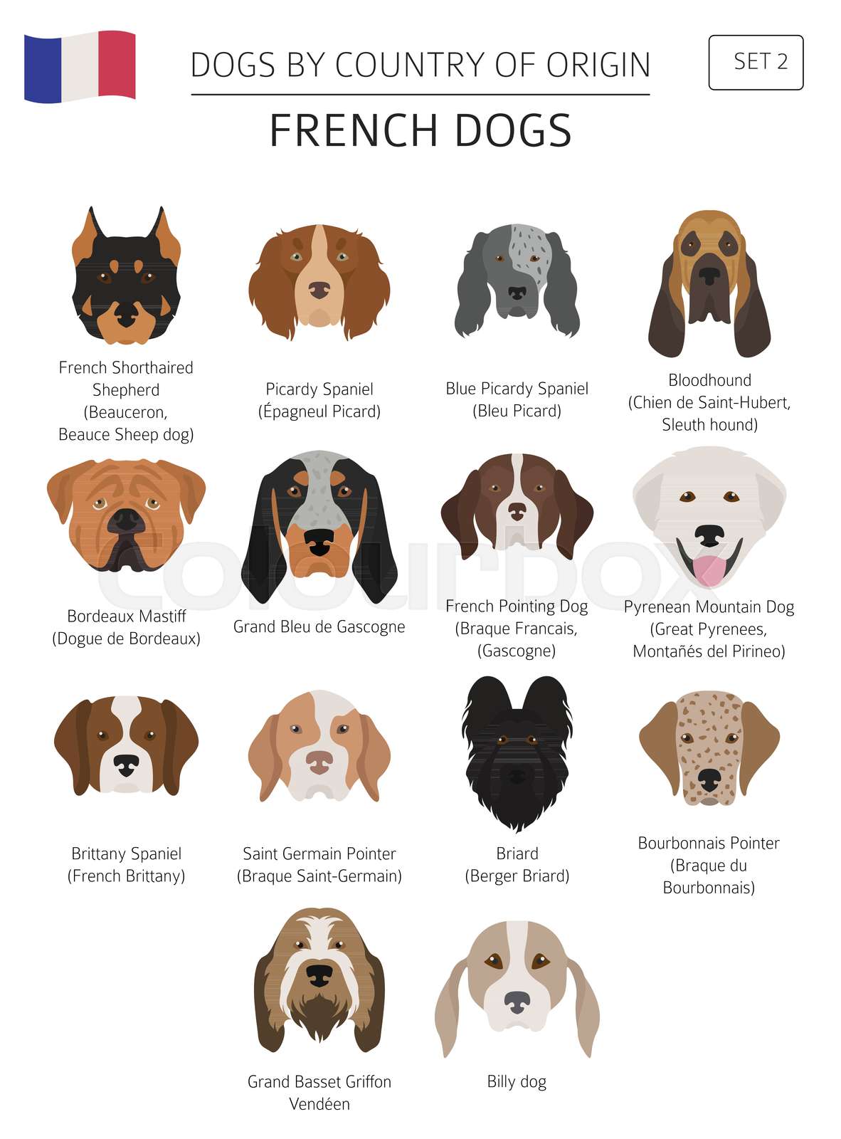 Dogs by country of origin. French dog breeds. Infographic template ...