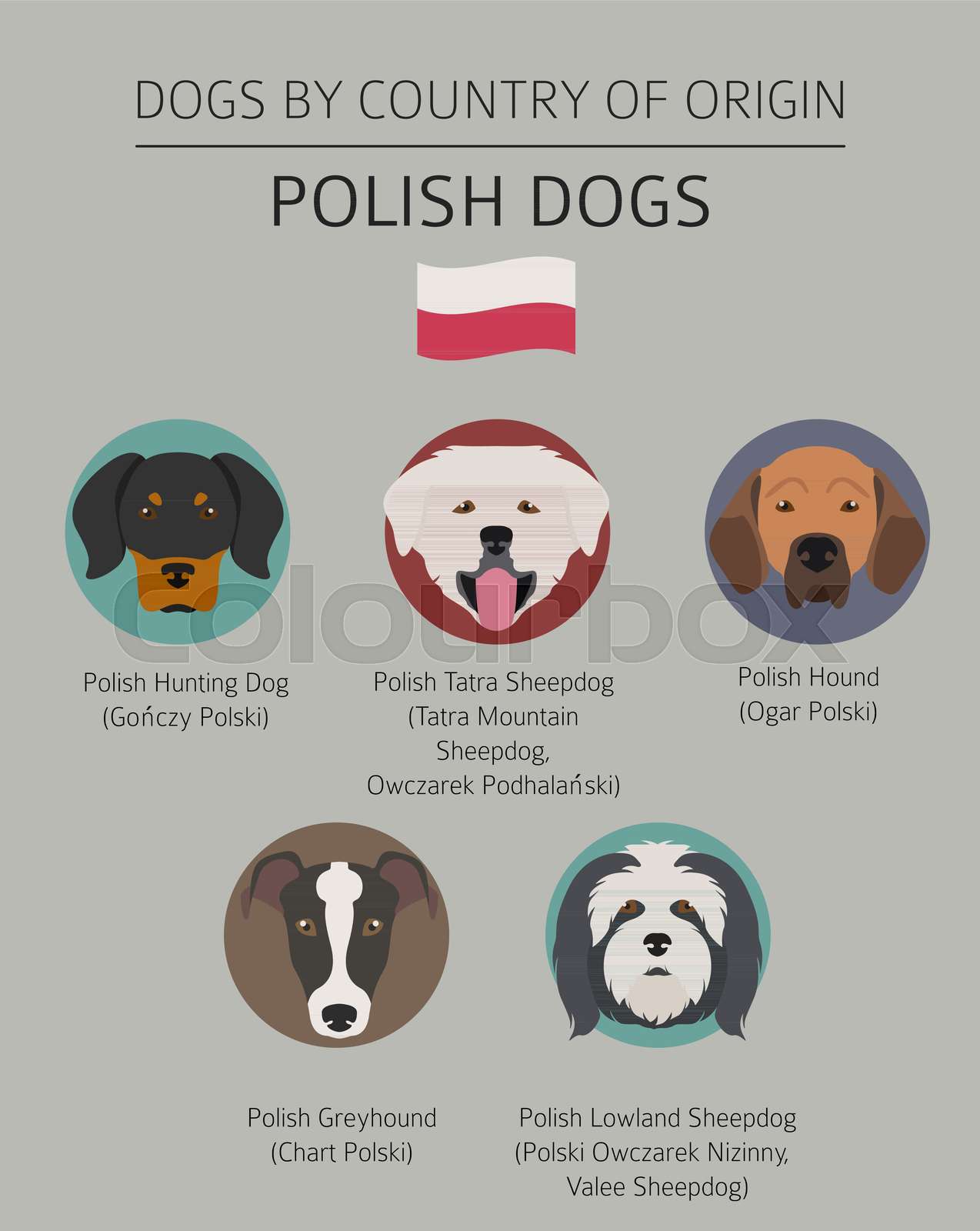 Dogs by country of origin. Polish dog breeds. Infographic template ...