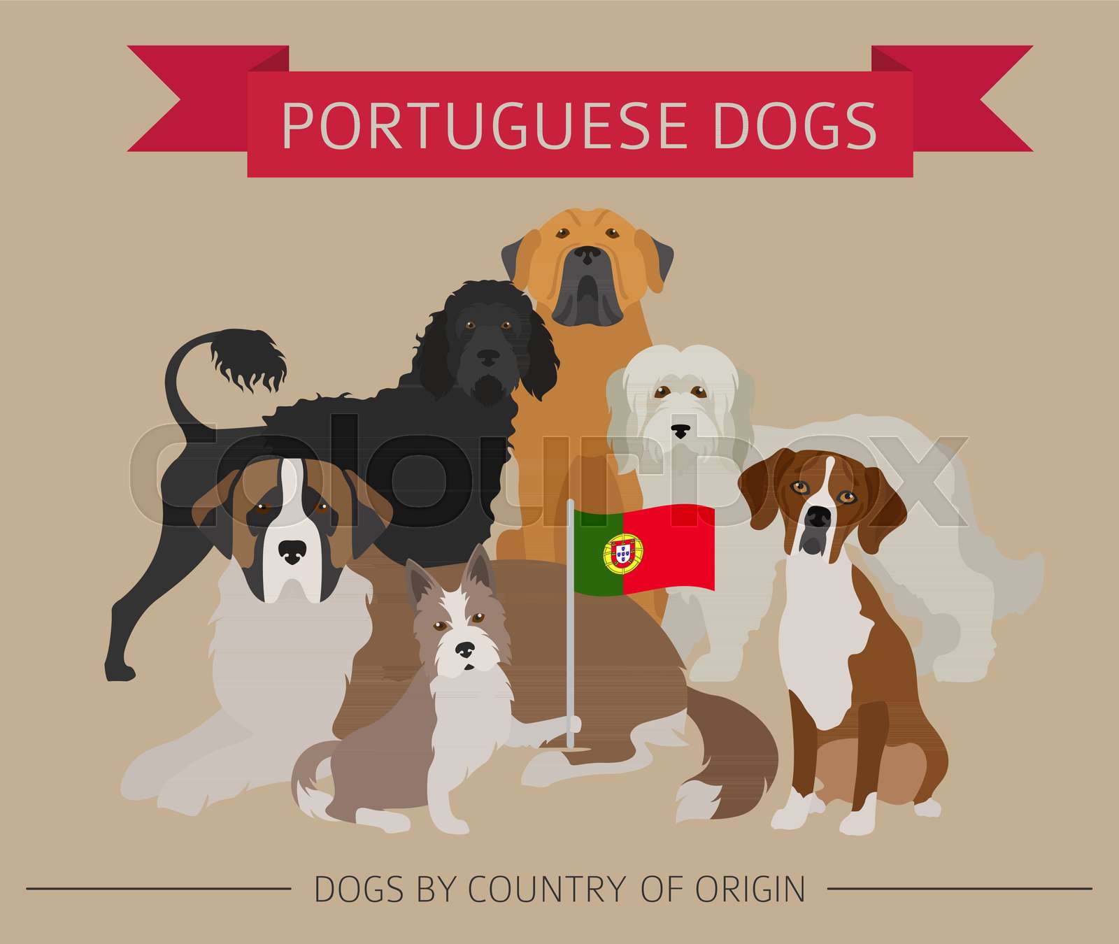 Dogs by country of origin. Portuguese dog breeds. Infographic template ...