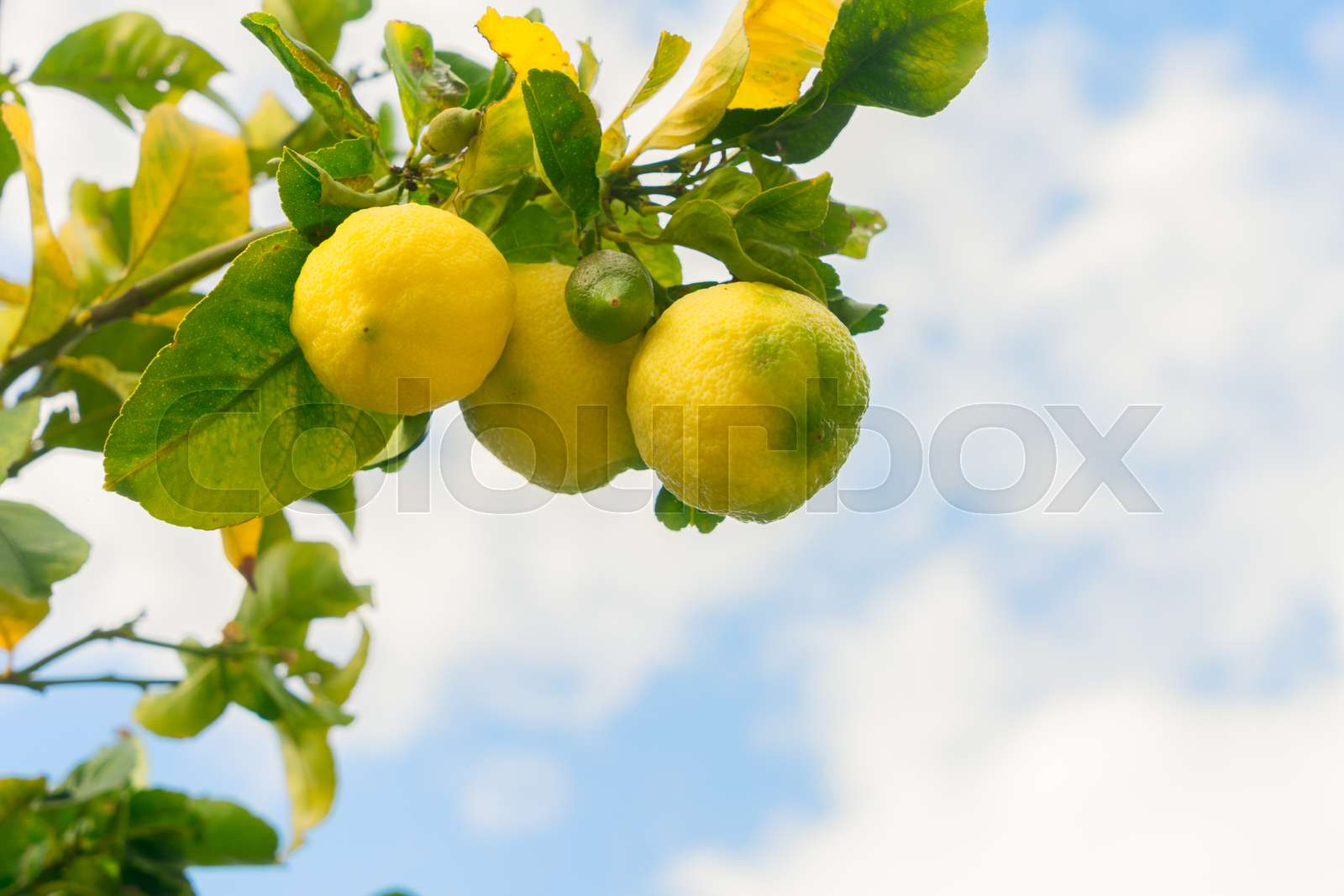 Lemon garden with fruits | Stock image | Colourbox