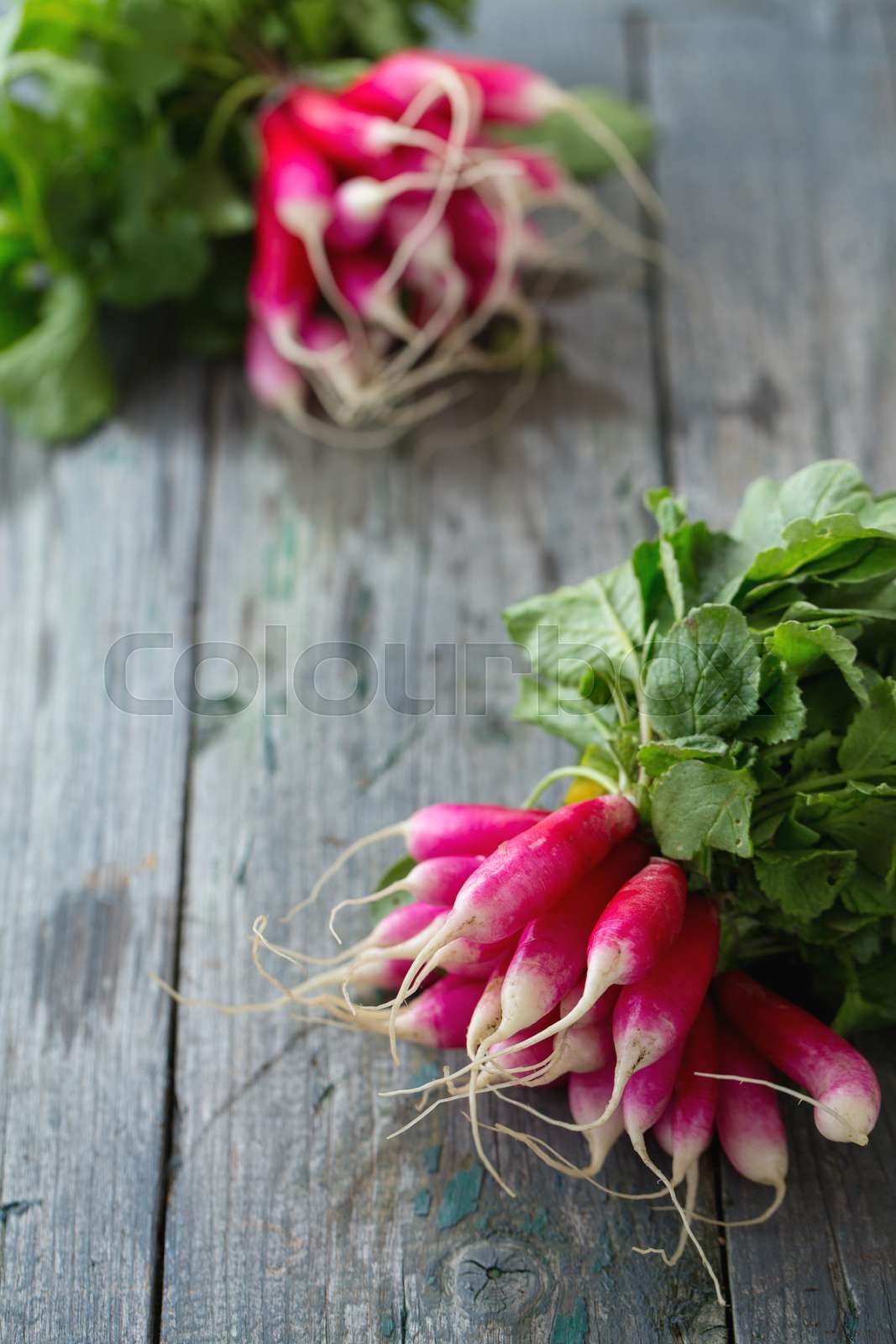 Pink long radish | Stock image | Colourbox