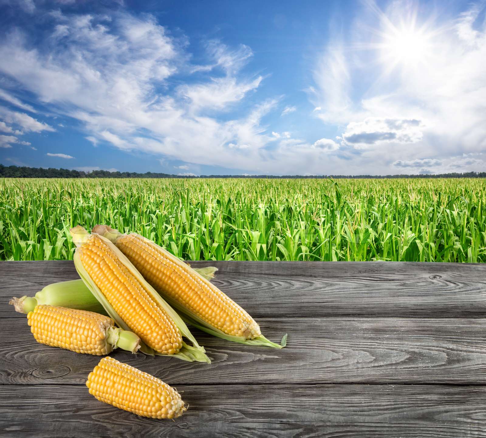Raw corn on the corn field | Stock image | Colourbox